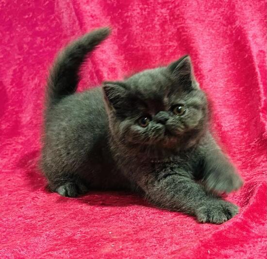 Available - Purrtopia Persian & Exotics