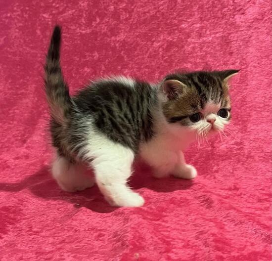 Available - Purrtopia Persian & Exotics